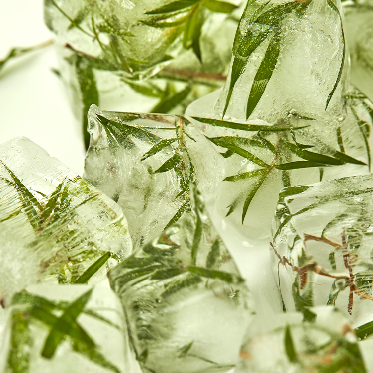 Tea Tree – Papa Recipe